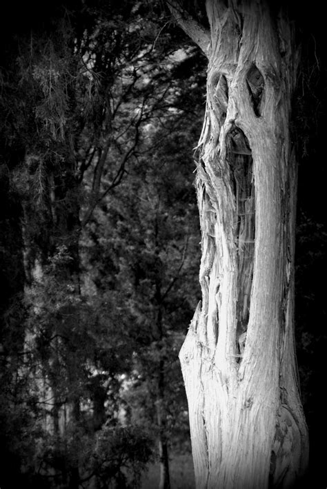 무료 이미지 나무 자연 숲 분기 검정색과 흰색 목재 사진술 잎 꽃 트렁크 신비로운 로그 어둠 단색화 얼굴 삼림지 서식지 괴로움 흑백 사진