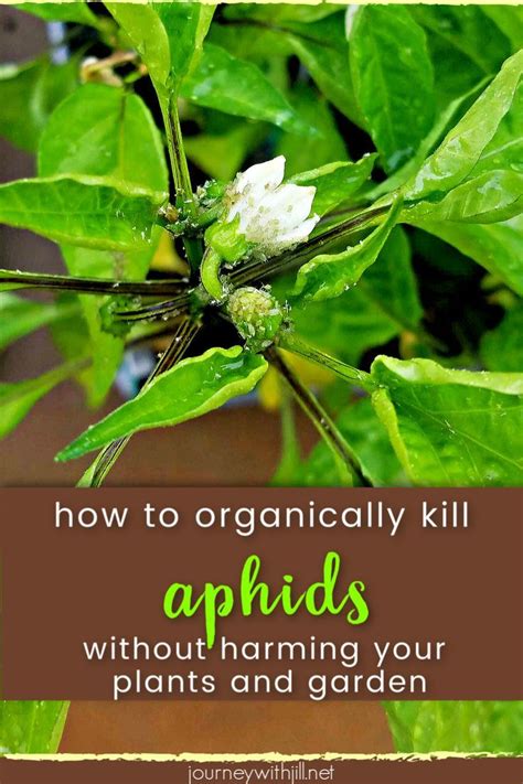 How To Control Aphids Naturally And Effectively Artofit
