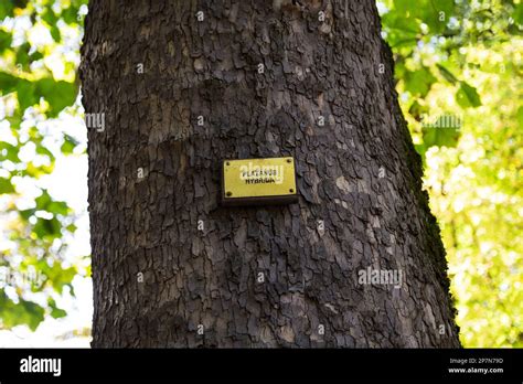 Tree Name Plate Hi Res Stock Photography And Images Alamy