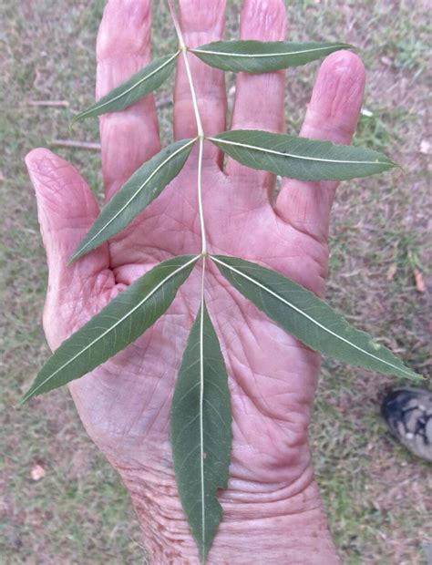 Leaf Pinnate Tree Guide UK Tree ID By Pinnate Leaf