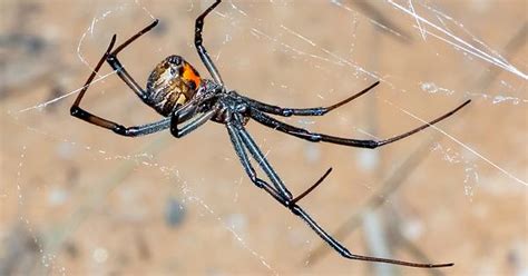 Brown Button Spider Latrodectus Geometricus From Vredendal Western
