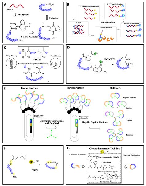 Biosynthetic Strategies For Macrocyclic Peptides
