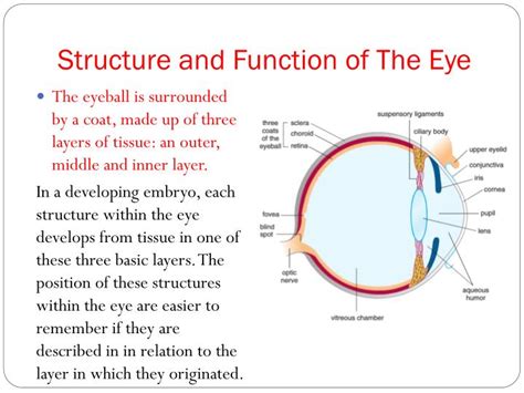 Ppt Communication Topic 3 The Human Eye Powerpoint Presentation Id 1867090
