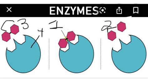 Proteins Flashcards Quizlet
