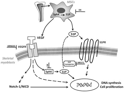 Schematic Drawing Summarizing The Molecular Events Involved In The Download Scientific Diagram