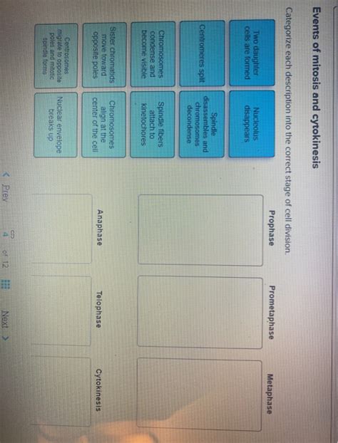 solved events of mitosis and cytokinesis categorize each