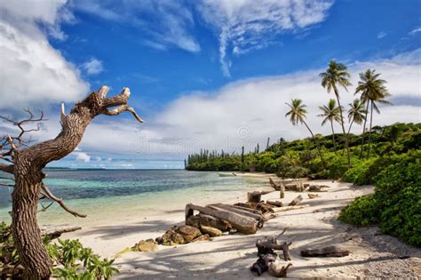 Snorkelling Lagune In Lifou Island New Caledonia South Pacific