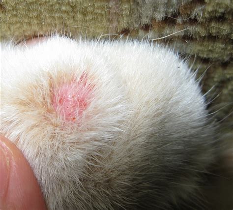 Шишки под кожей у кошек симптомы лечение препараты причины появления Наши Лучшие Друзья