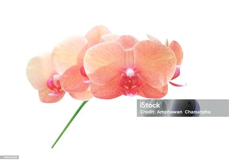 꽃가루 달콤한 다채로운 오렌지 Phalaenopsis 난초 패턴 그룹 흰색 배경과 클리핑 경로에 고립 된 꽃피는 0명에 대한 스톡 사진 및 기타 이미지 Istock
