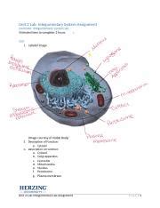 Unit Lab Assignment Docx Unit Lab Integumentary System Assignment Illustrate