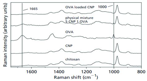 Raman Spectra Of Chitosan Chitosan Nanoparticles CNPs OVA A Download Scientific Diagram