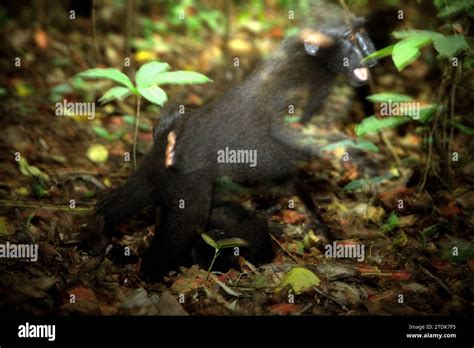 Aggressive Behavior Among Celebes Crested Macaques Macaca Nigra Is Photographed While They Are