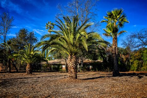 Trees And The Homes They Shade 2 On Behance Trees And The Homes They Shade 2 On Behance