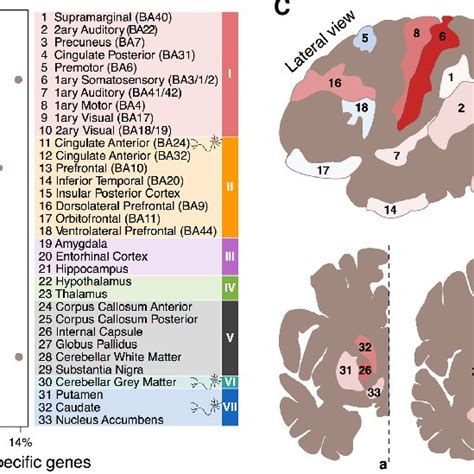 Deconvolution Of Bulk Human Specific Expression Differences Using
