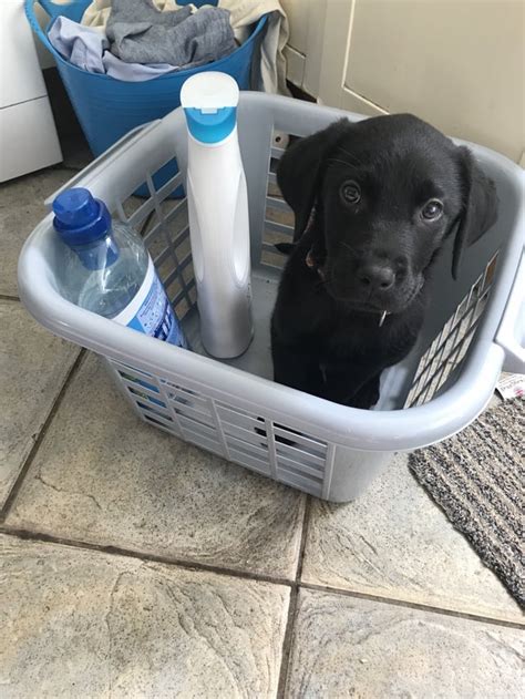My Laundry Assistant Blacklabs