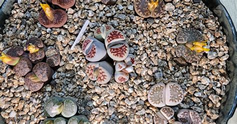 리톱스 다육이 과이며 꽃이 피면 아주 예뻐요 꽃대 물고 있어요 수곡1동 식물 당근 중고거래