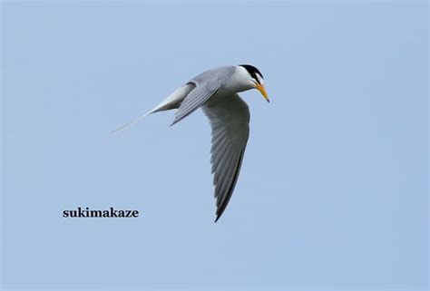 ③ 飛翔 7 里山の鳥たち