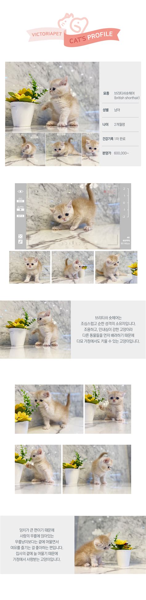 브리티쉬숏헤어 시베리안허스키 비숑분양가 포메 그레이하운드분양 광주애견샵 폼스키 유기견무료입양 위례강아지분양 빅토리아펫 고양이분양 말티즈분양