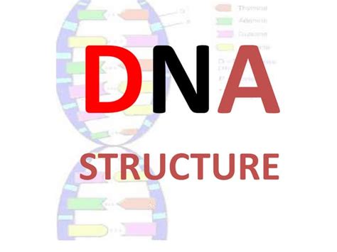 Dna Structure Double Helix Structure Pptx
