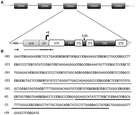 Relative Expression Of Rrna Transcripts And 45s Rdna Promoter Methylation Status Are