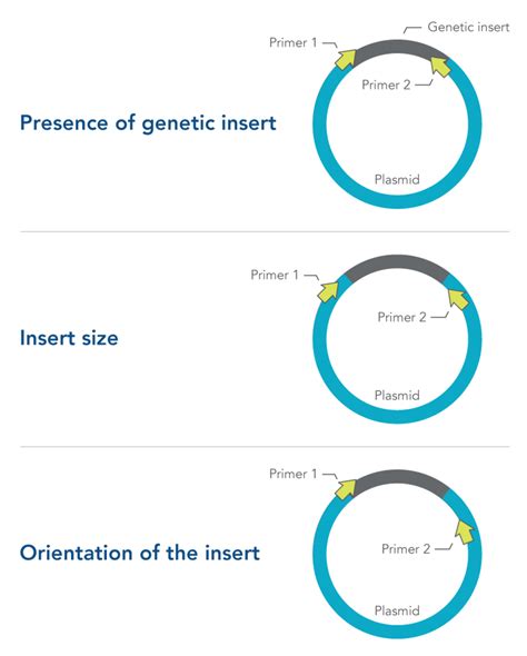Bench Tip How To Do Colony Pcr Properly