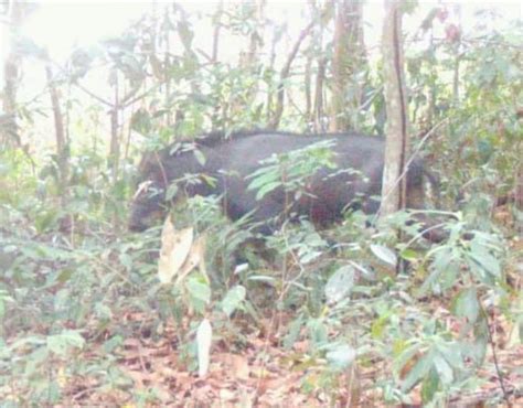 លោក នេត្រ ភក្ត្រា តំបន់ការពារធម្មជាតិនានានៅកម្ពុជា បានបង្ហាញពីវត្តមានសត្វកែះជាច្រើន នគរដ្រេហ្គន