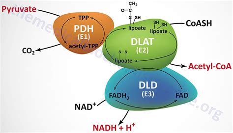 Pyruvate Dehydrogenase Complex And Tca Cycle The Medical Biochemistry Page
