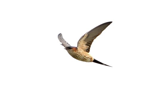鳥撮り運まかせ3