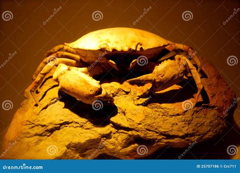 Fossilized Crab Editorial Photo Image Of Museum Crab 25707186