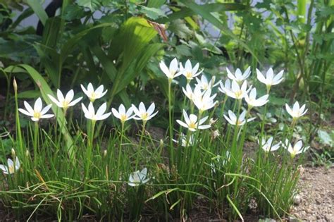 玉簾 タマスダレ ひげ爺の花便り