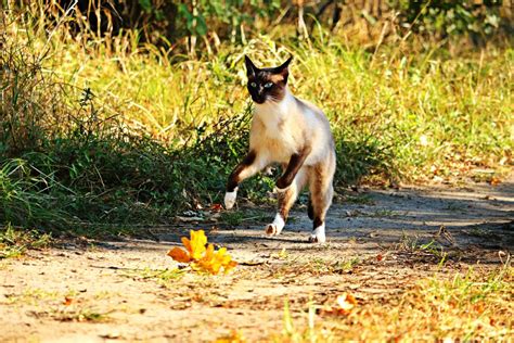 Siamese Cat Personality And Behavior Siameseofday