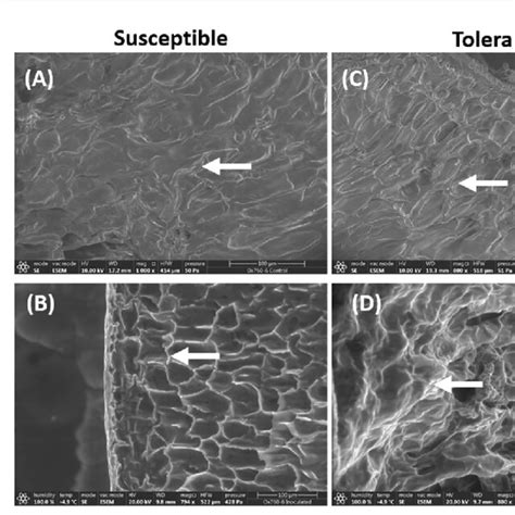 Scanning Electron Microscopy Showing The Root Epidermal Walls In Download Scientific Diagram