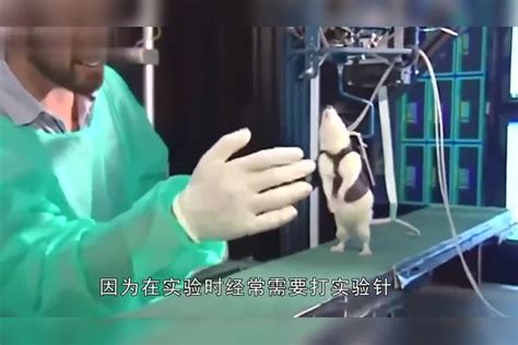 老鼠有上千种之多，为何科学家非要拿小白鼠做实验？看完恍然大悟