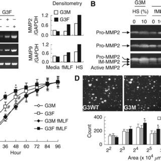 The MMP Expression And Cell Growth In Vitro A Expression Of MMP And Download Scientific