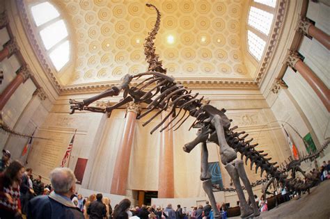 Brontosaurus Skeleton At The Natural History Museum New Yo Flickr