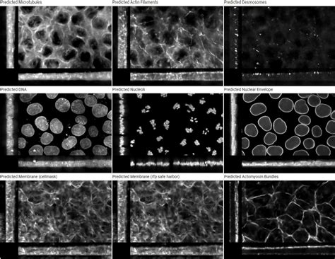 Cell Visualization Behance