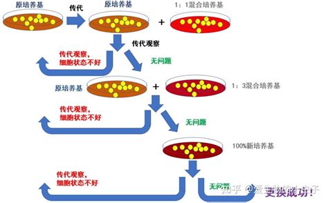 揭秘！『干细胞培养高手』是怎样炼成的？ 知乎