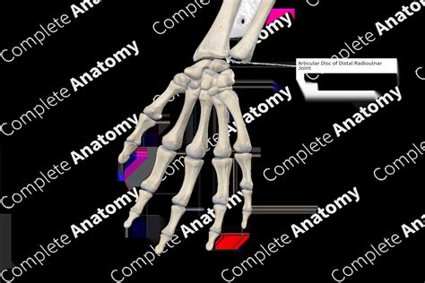 Articular Disc Of Distal Radioulnar Joint Complete Anatomy