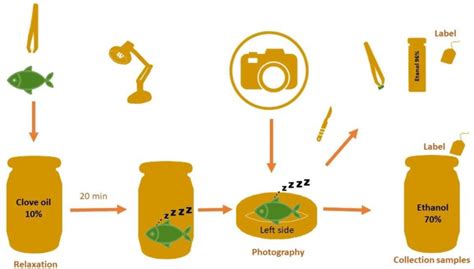 Processing Sequence For Fish Relaxation And Preservation Download Scientific Diagram