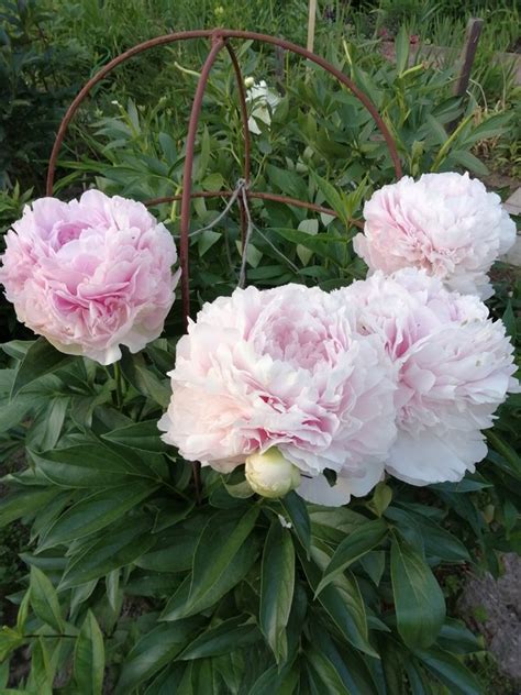 Пионы травянистые