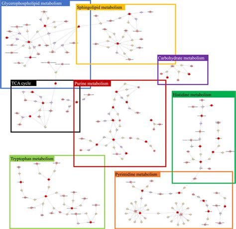 Network Analysis Summarizing The Shortest Route That May Explain The Download Scientific