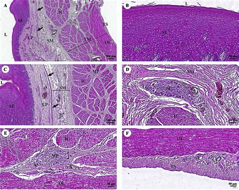A F Light Microscopy Micrographs At Different Magnifications Of The Download Scientific