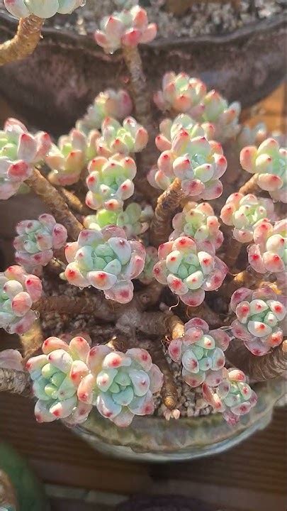 혼자보기 아까운 토실이 다육이들 해가 바뀌면 환상적인 색감 기대만땅 Youtube