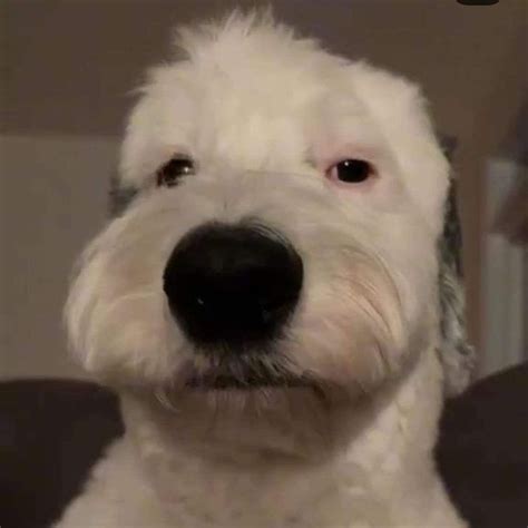 Perro Cara De Asco