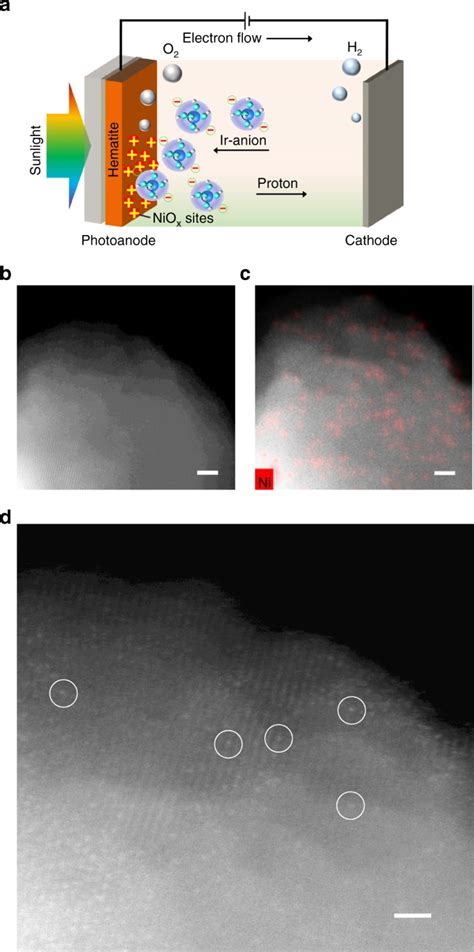 Atomically Dispersed Hybrid Nickel Iridium Sites For Photoelectrocatalysis Nature Communications