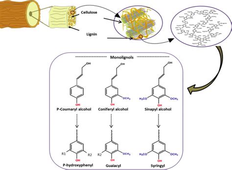 The Three Main Precursors Of Lignin Monolignols And Their