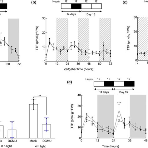 Thiamine Triphosphate Levels Are Regulated By Light A Scheme Of The Download Scientific
