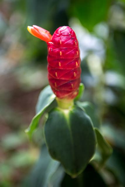 Tao Ruspoli S Blog Sex Everywhere Hana Maui