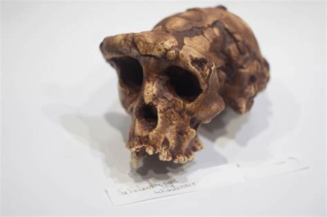 Sahelanthropus Tchadensis Skull Replica Prehistoric Fossil Collection Realistic Hominid Skull