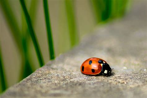 Mastering Defect Management In Software Qa A Comprehensive Guide The